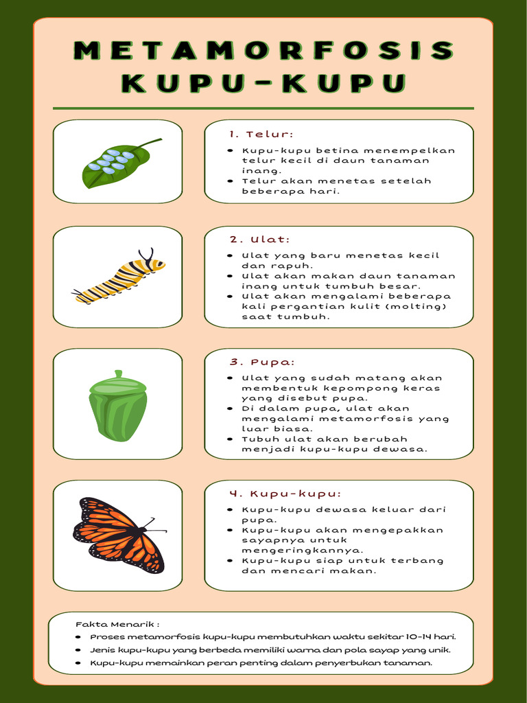 Metamorfosis Kupu-Kupu | PDF