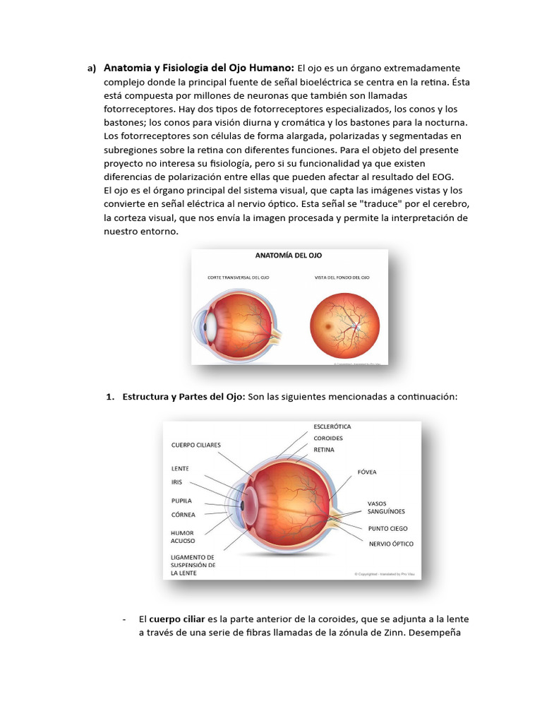 Anatomía y Función del Ojo Humano | PDF | Ojo humano | Percepción visual