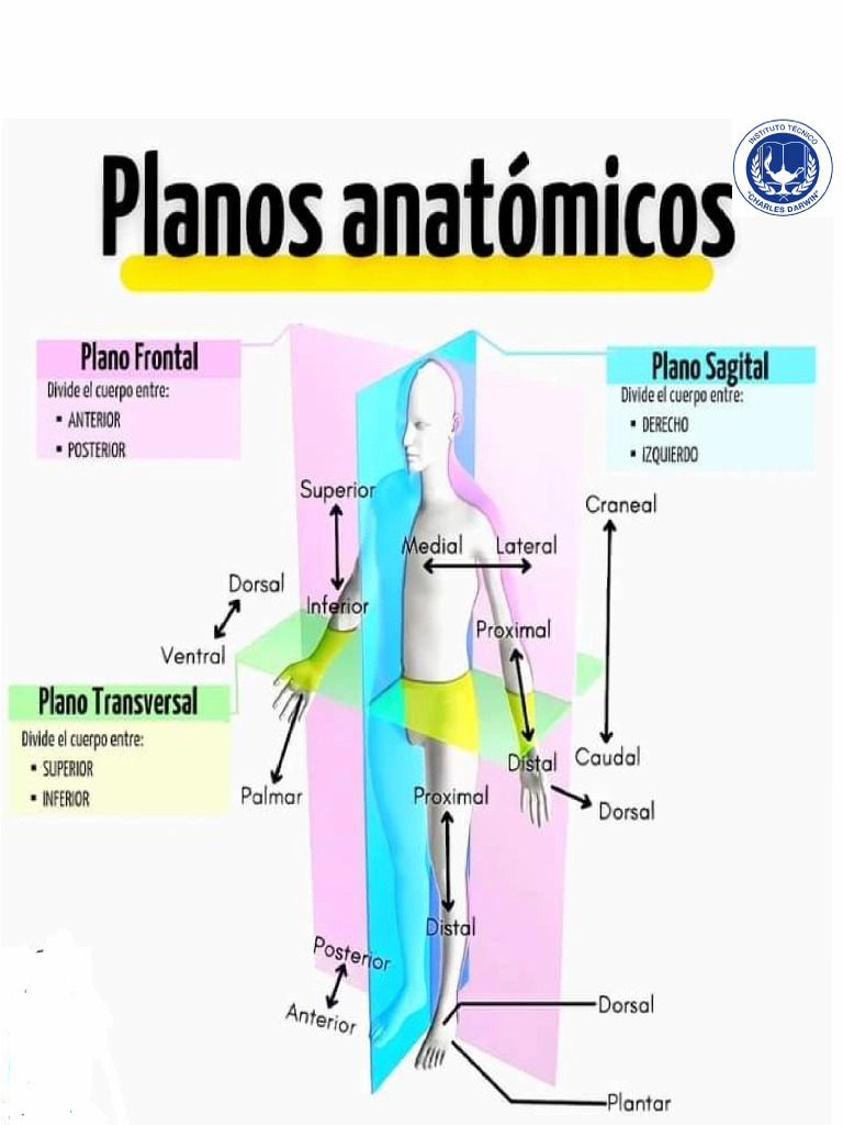 Planos Anatomicos | PDF