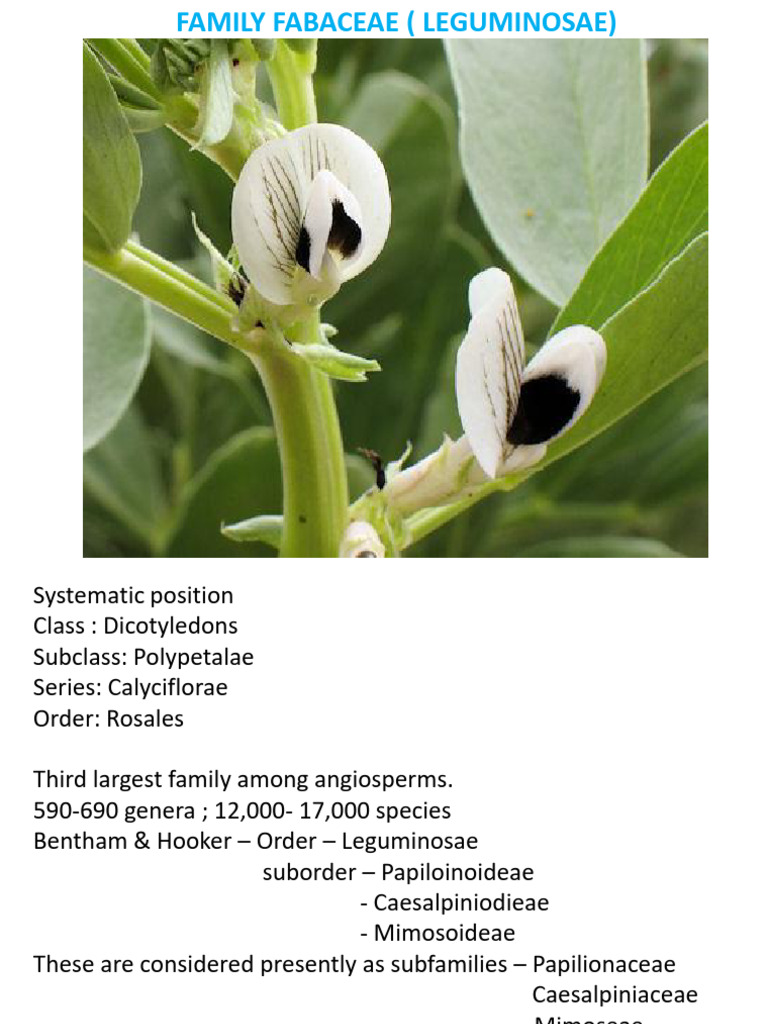 Overview of Fabaceae Family Characteristics | PDF | Petal | Plant ...