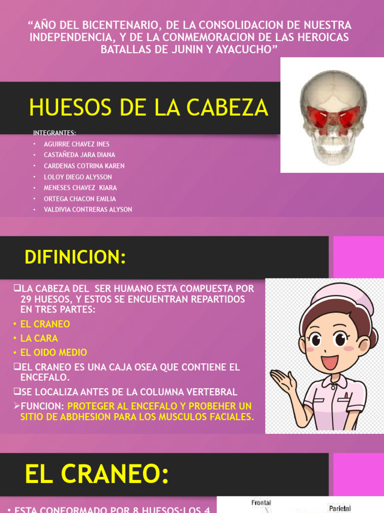 CRANEO | PDF | Cráneo | Sistema musculoesquelético