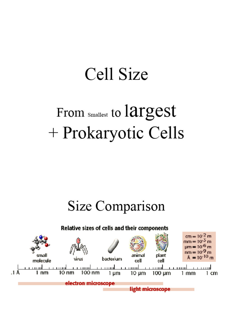 Cell Size L + Prokaryotic Cells: From To | PDF