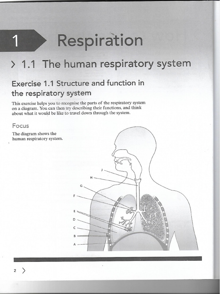 Respiration | PDF