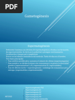 Esquema Proceso Gametogénesis Detallado | PDF | Mitosis | Sistema reproductivo