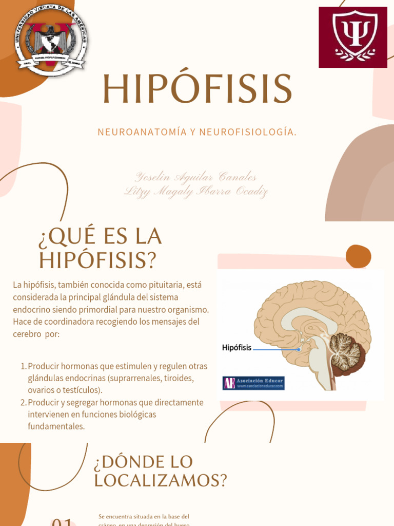 Funciones y Estructura de la Hipófisis | PDF | Glándula pituitaria ...