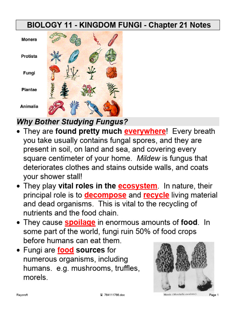 Notes - Fungi - Teacher (Condensed) | PDF | Fungus | Mycology