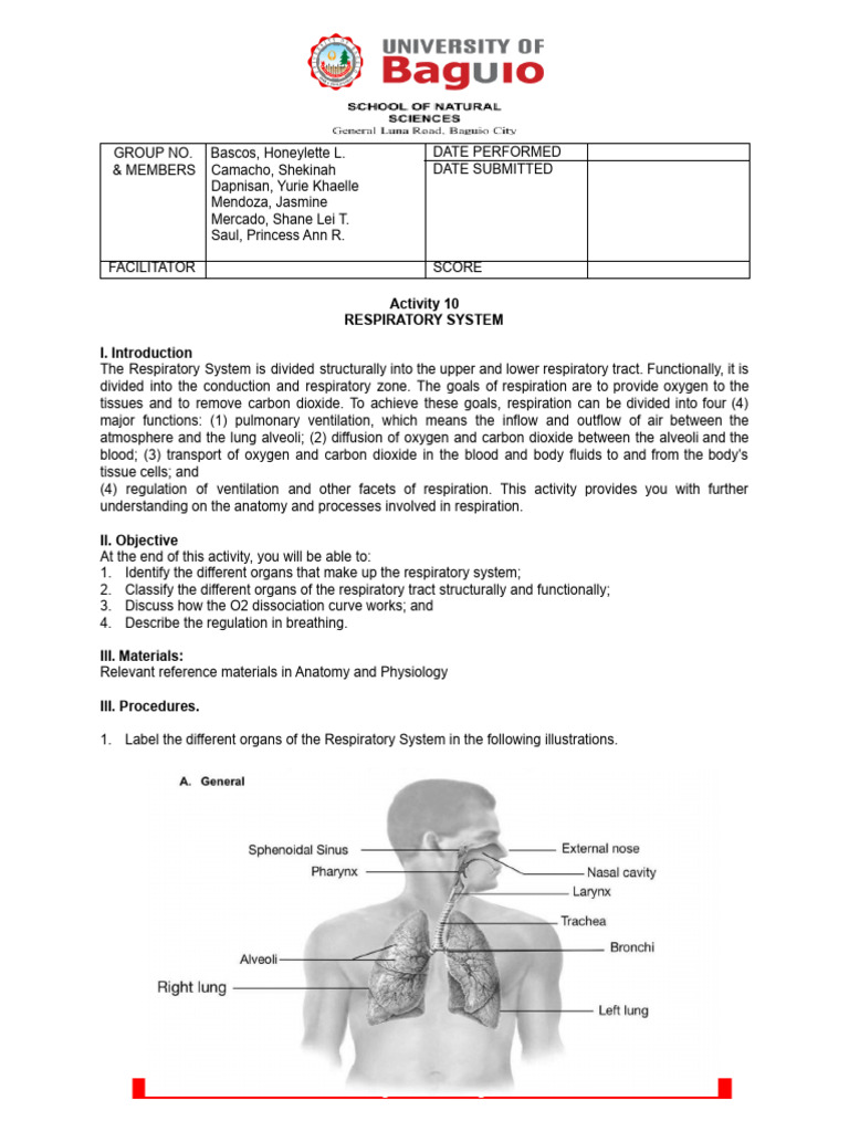 9+Respiratory+System+ +edited | PDF | Respiratory System | Breathing