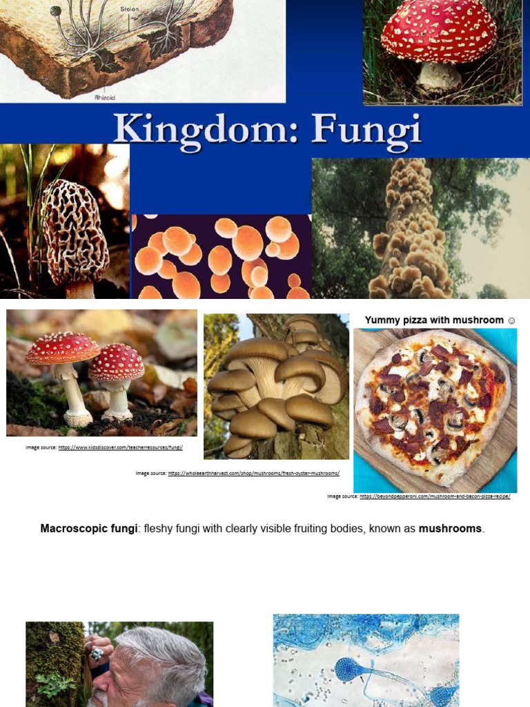 Fungi and Protists | PDF | Fungus | Mold