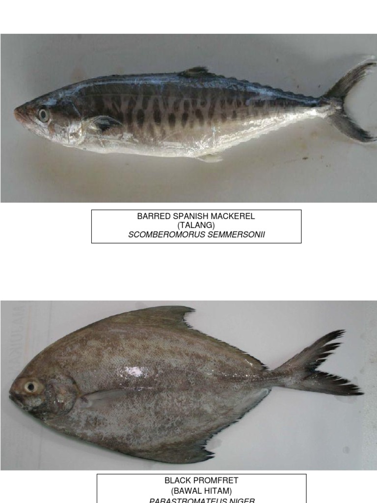 Fish Species List and Identification Guide | PDF