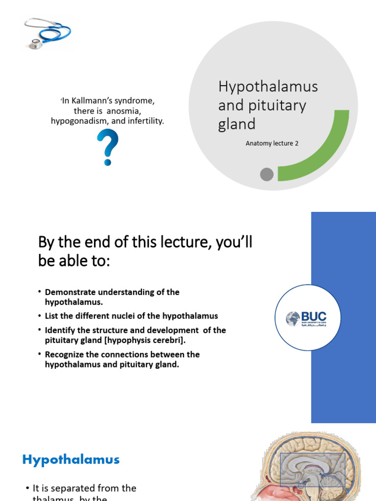 hypothalamus and pituitary final spring 2024 | PDF | Pituitary Gland | Hypothalamus