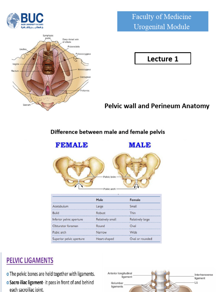 L01 Pelvic Wall & Perineum | PDF | Pelvis | Anatomy