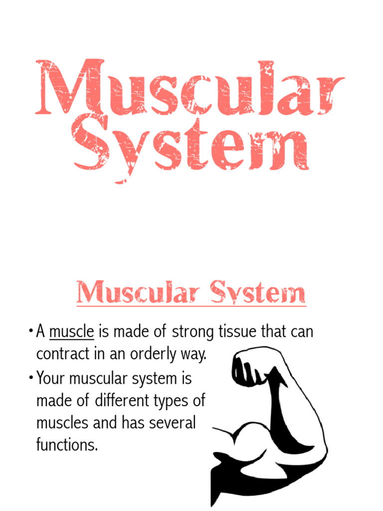 Overview of the Muscular System | PDF | Muscle | Skeletal Muscle