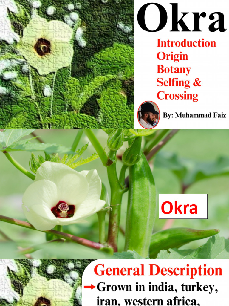 Okra | PDF