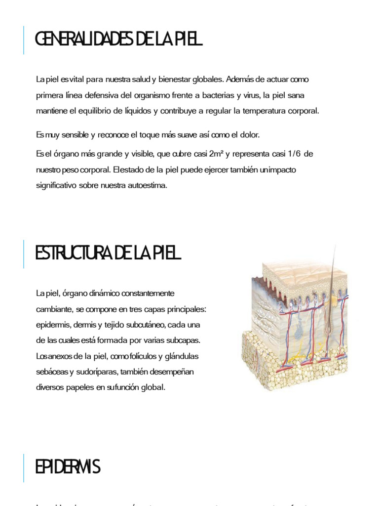 Anatomia-Funcional-Del-Rostro - MFG | Descargar gratis PDF | Epidermis ...