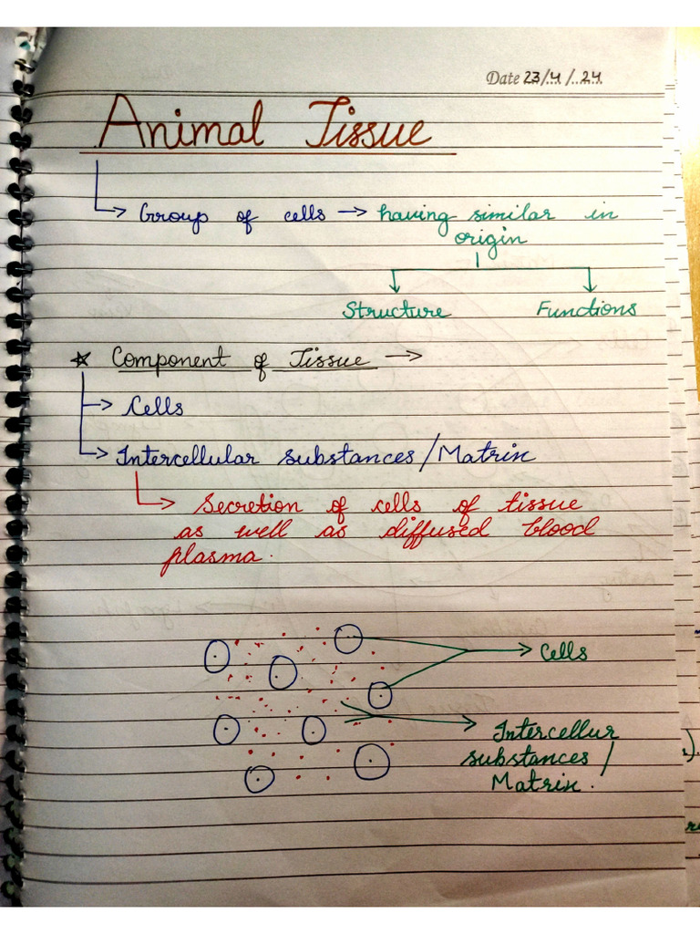 ANIMAL TISSUE Class Notes | PDF