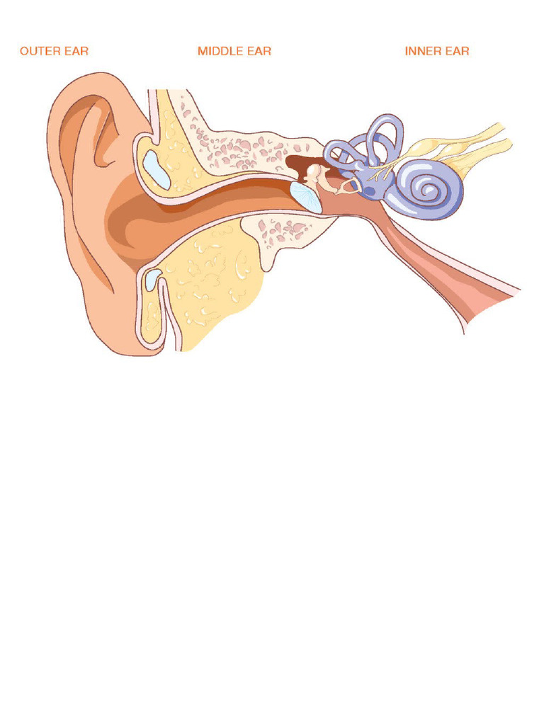 Ear Pic For Science HW | PDF