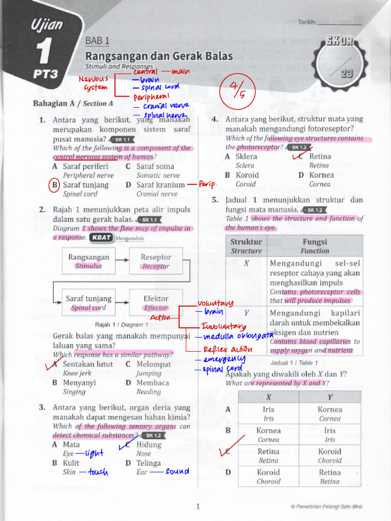 Modul Sains Sophie | Download Free PDF | Respiratory System | Breathing