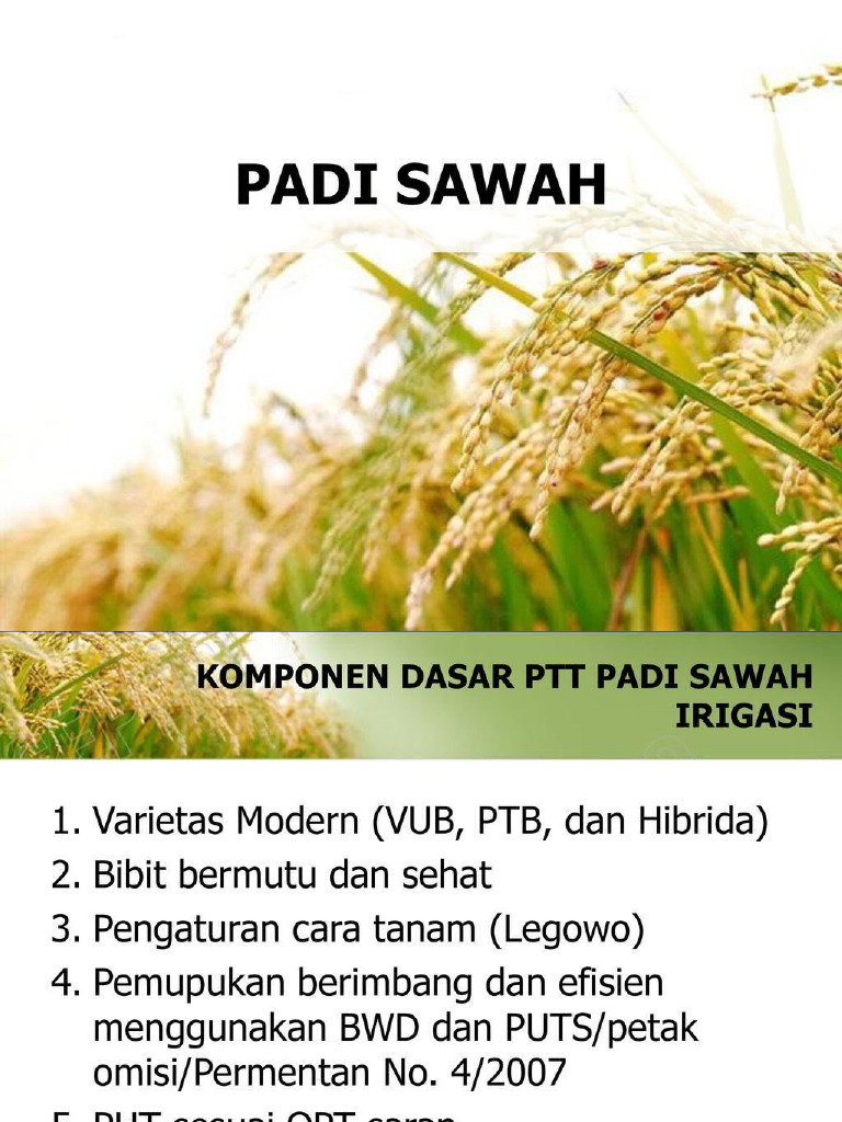 Budidaya Padi Sawah | PDF
