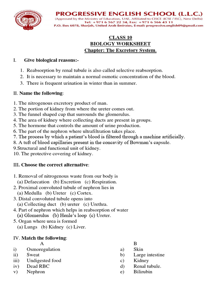 Biology-Class 10-WS-Excretory system | PDF | Kidney | Urinary System