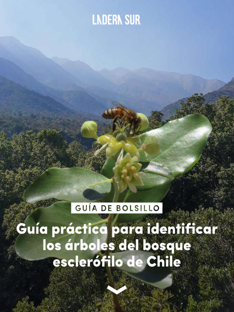 Guia de Bolsillo Arboles Bosque Esclerofilo Ladera Sur | PDF | Arboles ...