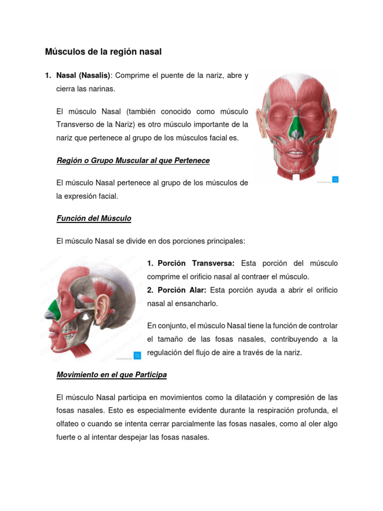 Músculos Faciales Sara Araùz | Descargar gratis PDF | Auriculares | Músculo