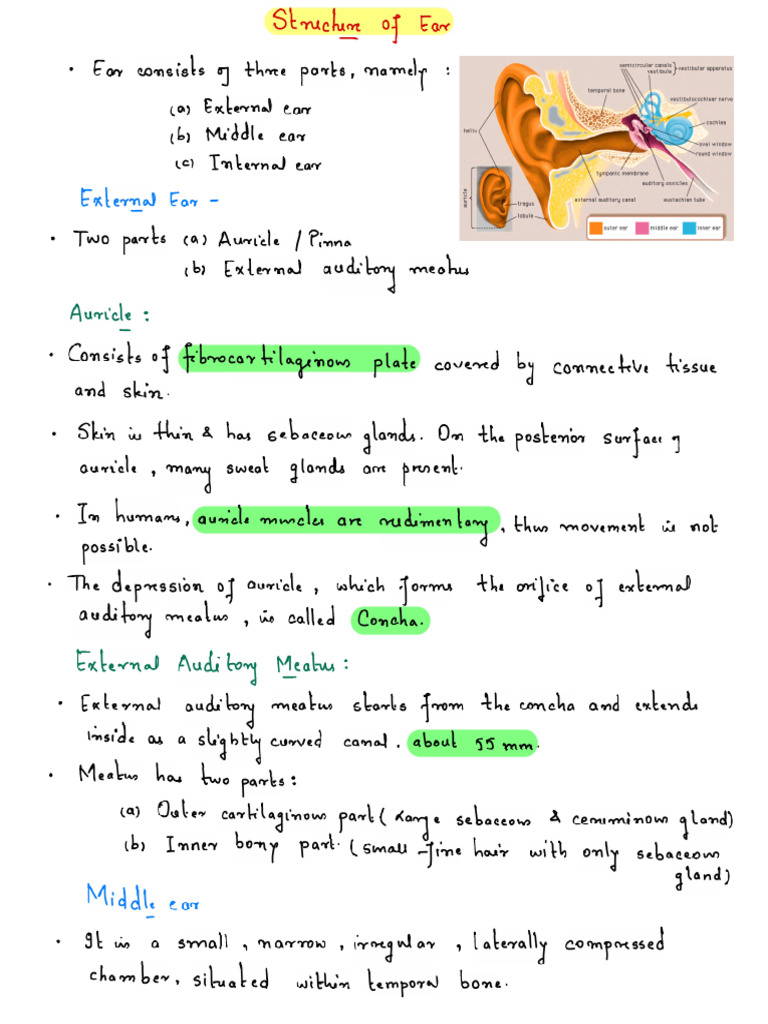 Ear | PDF