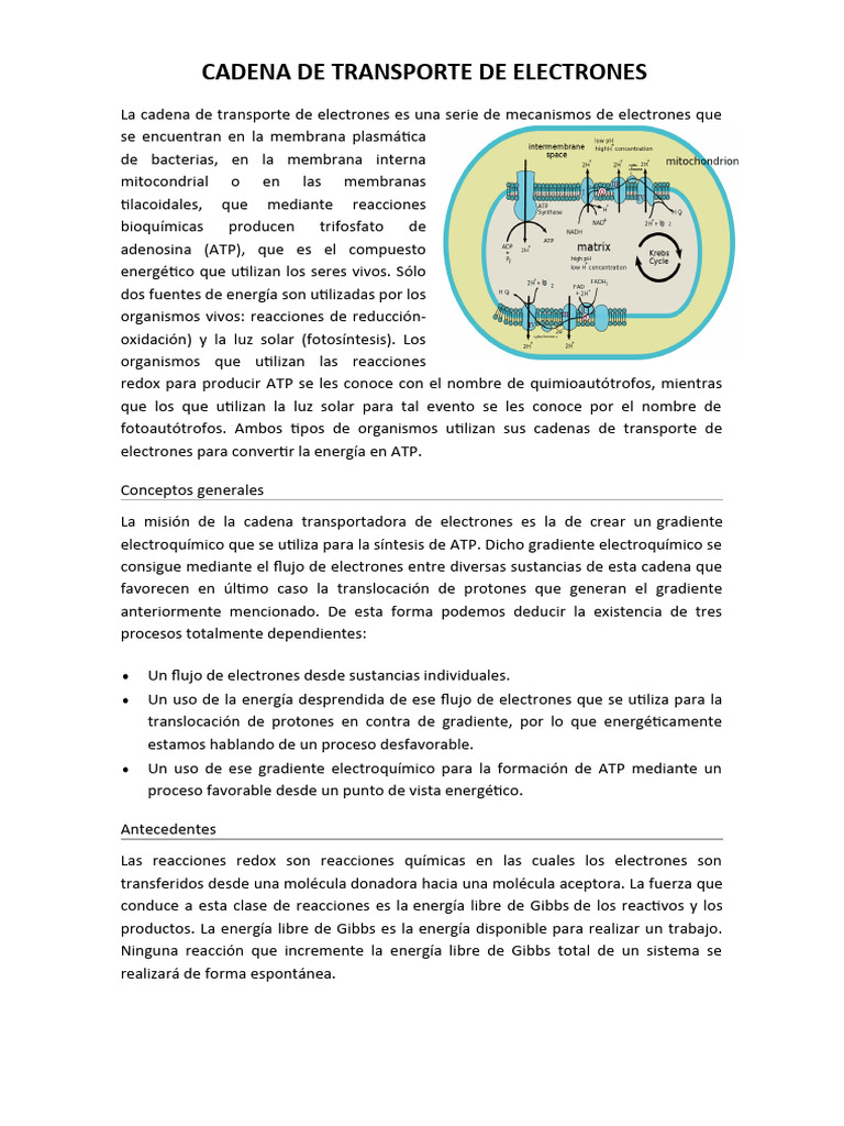 Cadena de Transporte de Electrones | Descargar gratis PDF | Cadena de transporte de electrones ...