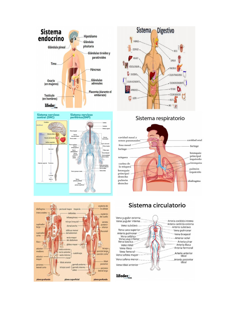 Imagenes Del Sistema Del Cuerpo Humano | PDF