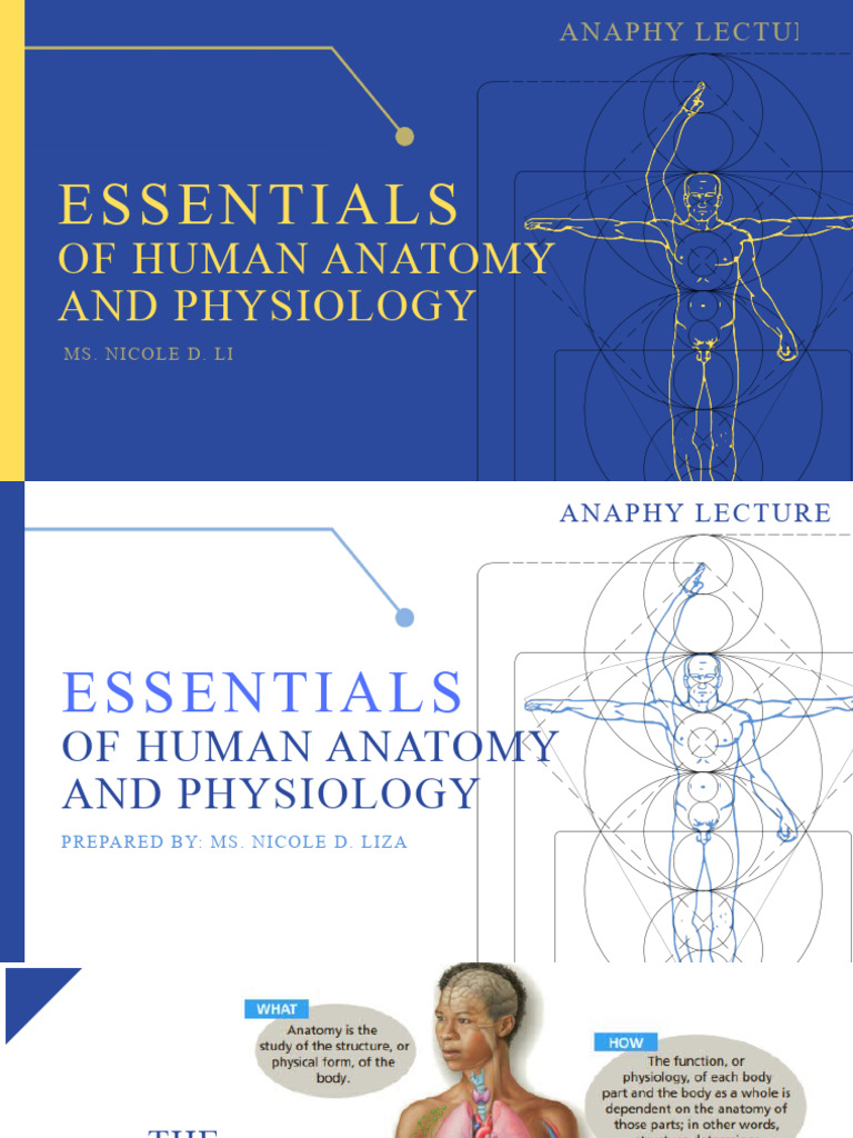 Intro Essentials of AnaPhy | PDF | Homeostasis | Stimulus (Physiology)