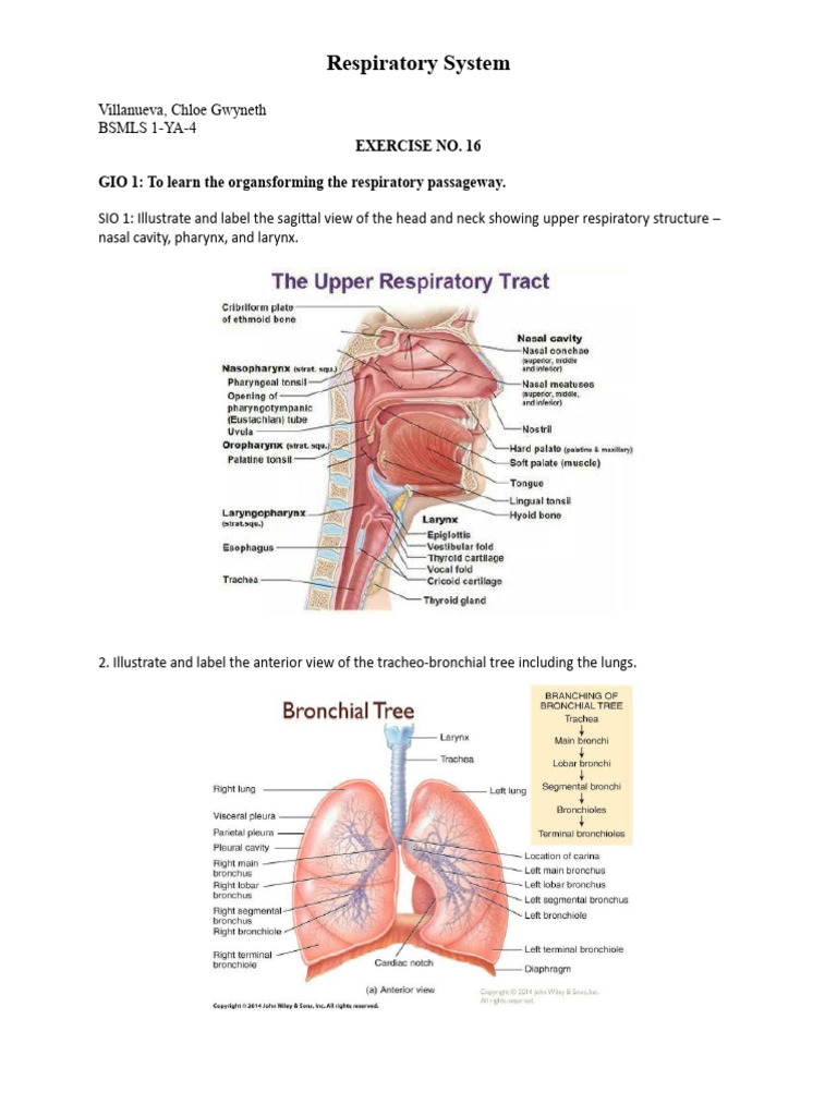 Respiratory System Study Guide | PDF | Exhalation | Larynx