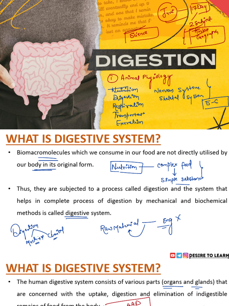 DIGESTION | PDF | Pancreas | Stomach