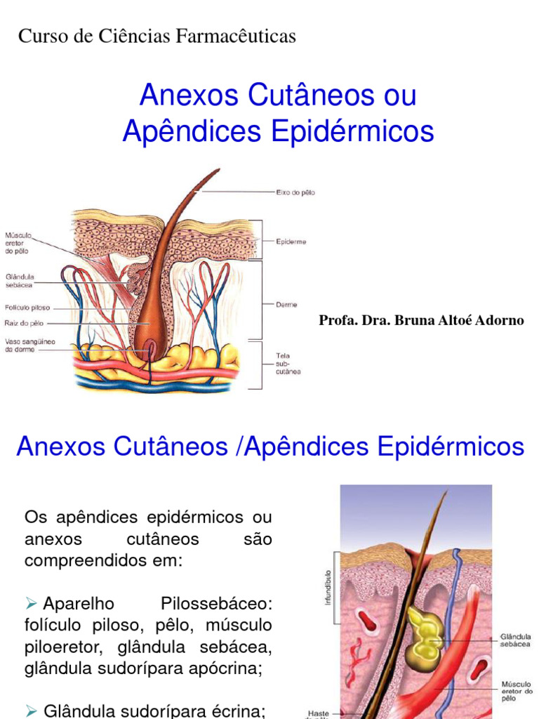 2 Anexos cutâneos ou Apêndice Epidérmicos | PDF | Cabelo | Sistema ...