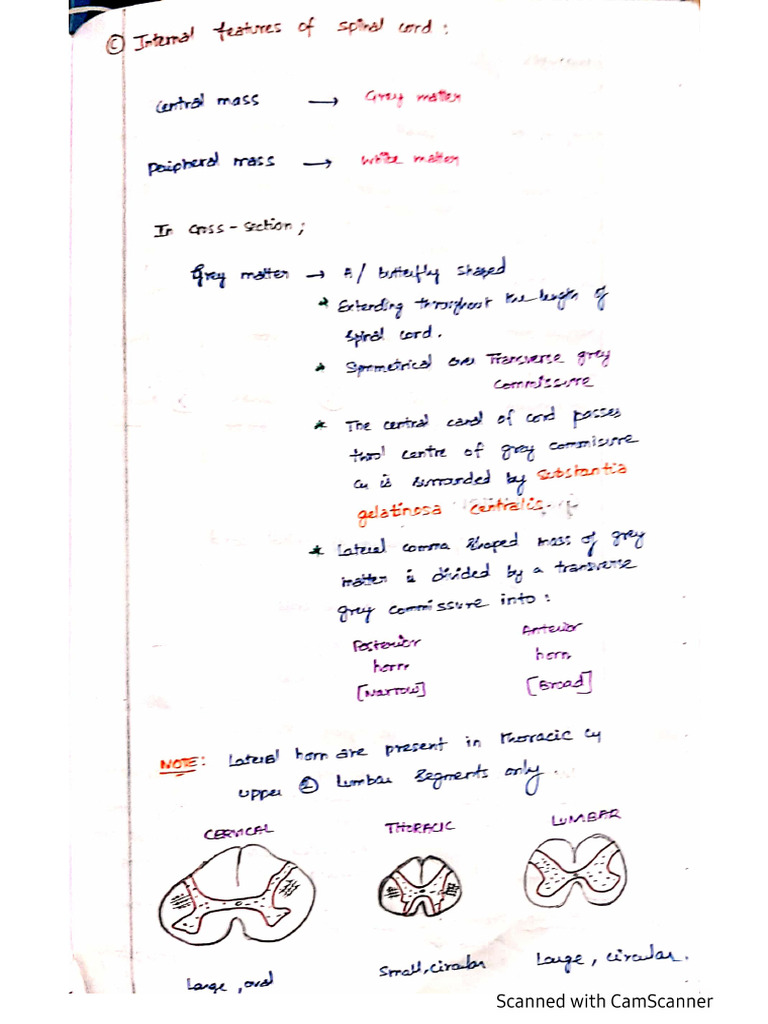 Internal Features of Spinal Cord | PDF