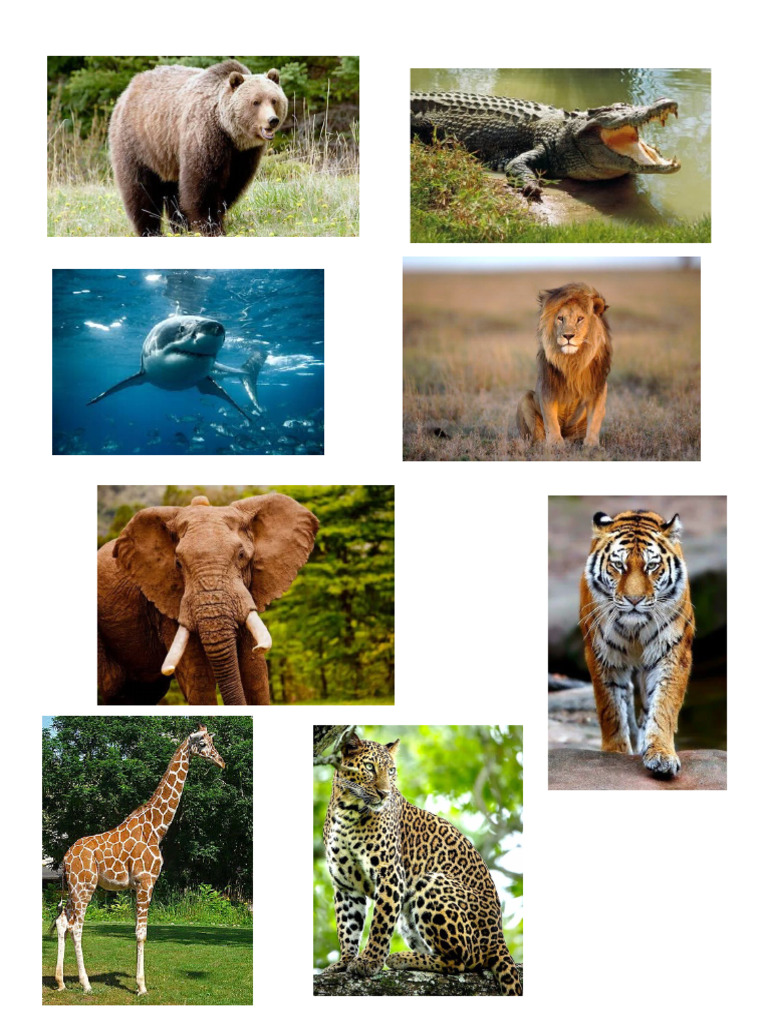 ANIMALES | PDF