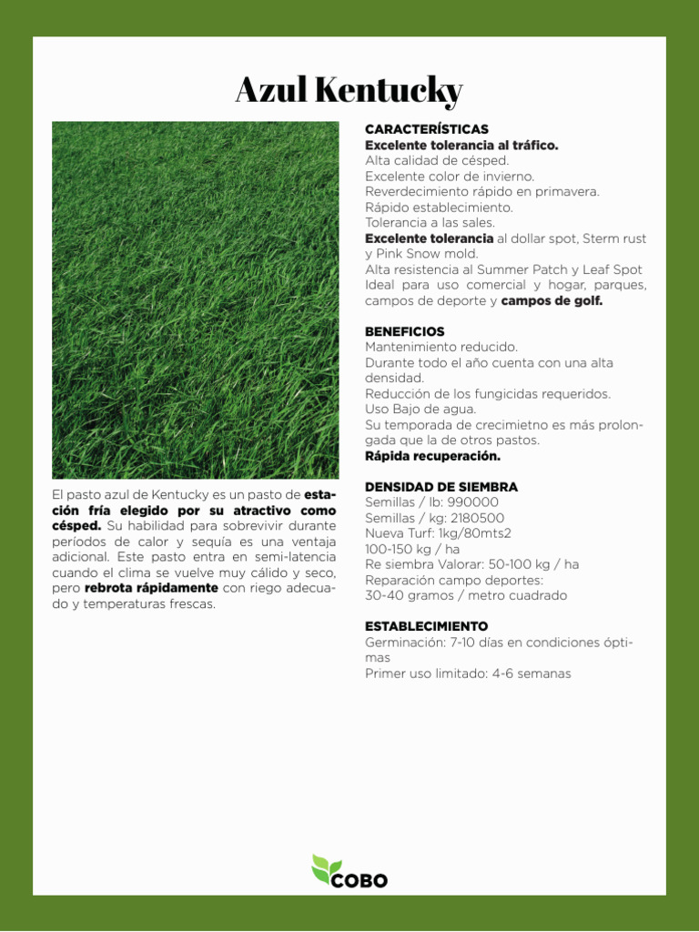 Pasto Azul de Kentucky: Ventajas y Siembra | PDF | Pasto | Agricultura