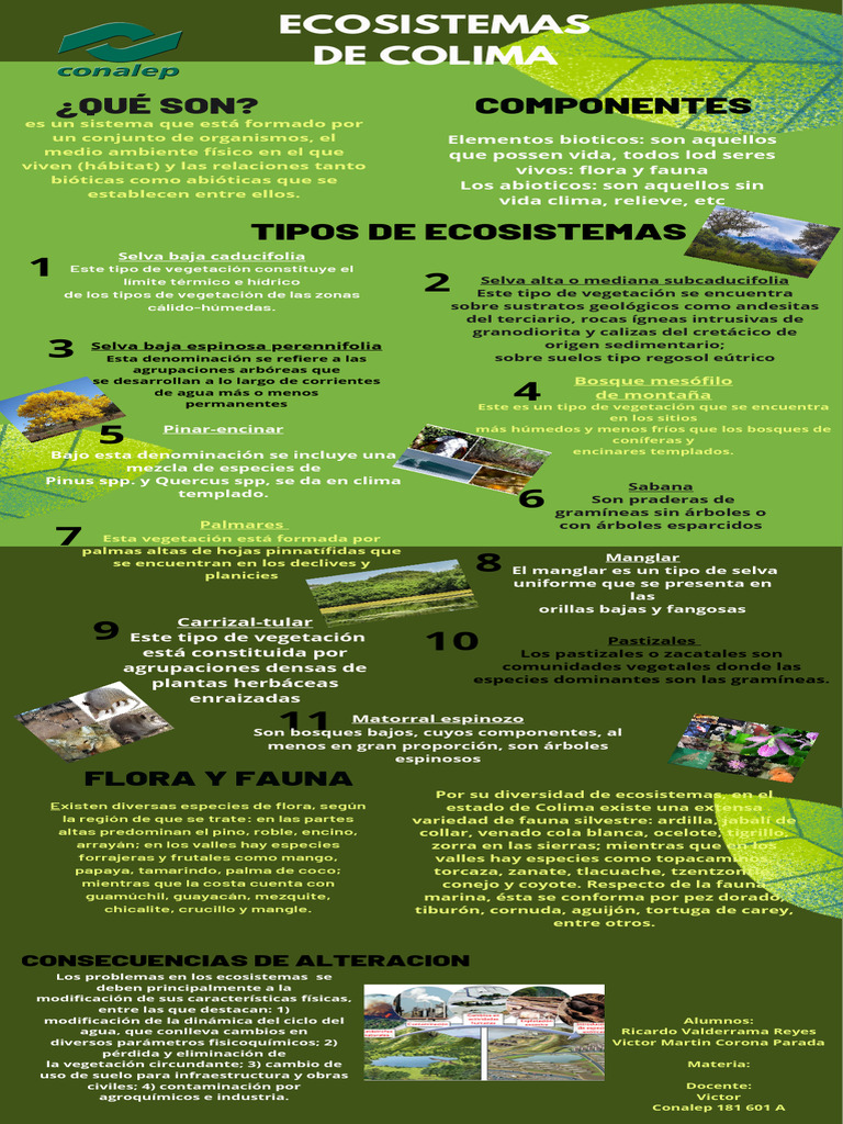Infografía Sobre El Cuidado de Los Ecosistemas | PDF | Ecosistema | Selva