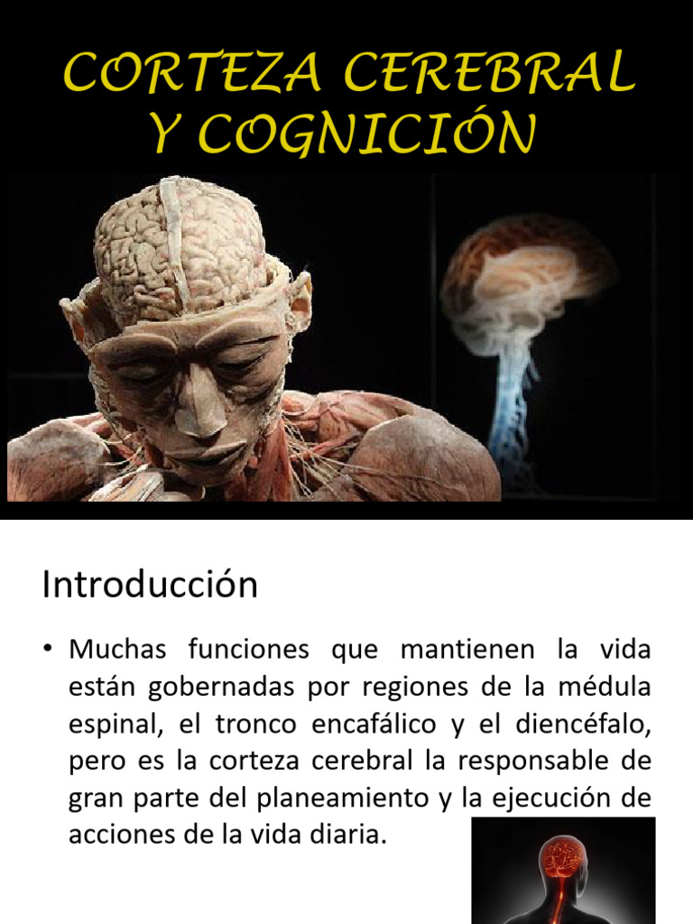 Corteza Cerebral y Funciones Cognitivas | PDF | Corteza cerebral | Cerebro