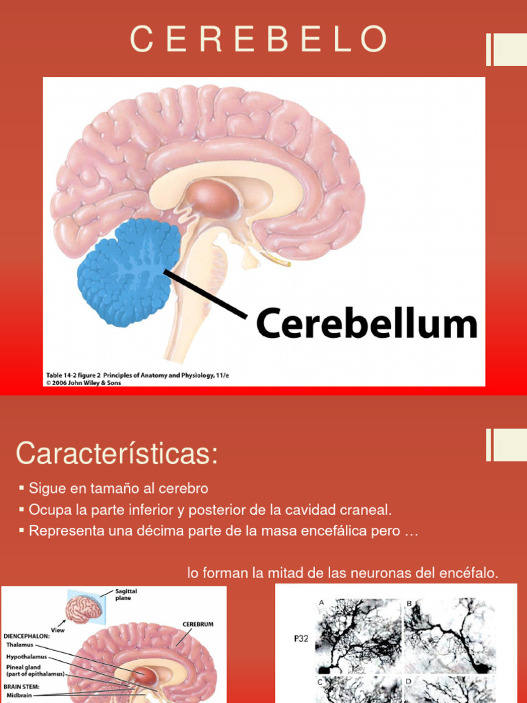 Cerebelo | PDF | Cerebelo | Cerebro