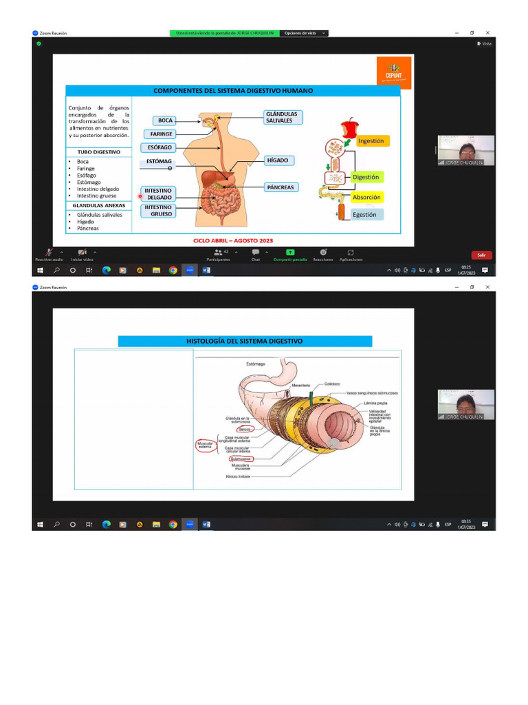 CEPUNT - BIOLOGIA - Digestivo y Excretor | PDF