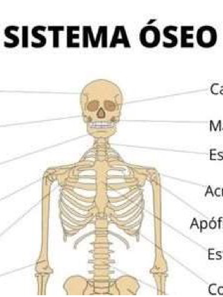 Sistema Oseo | PDF