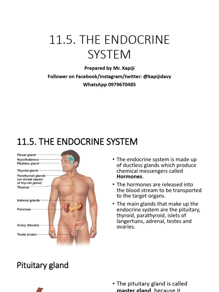 11.5. The Endocrine System | Download Free PDF | Endocrine System | Pancreas