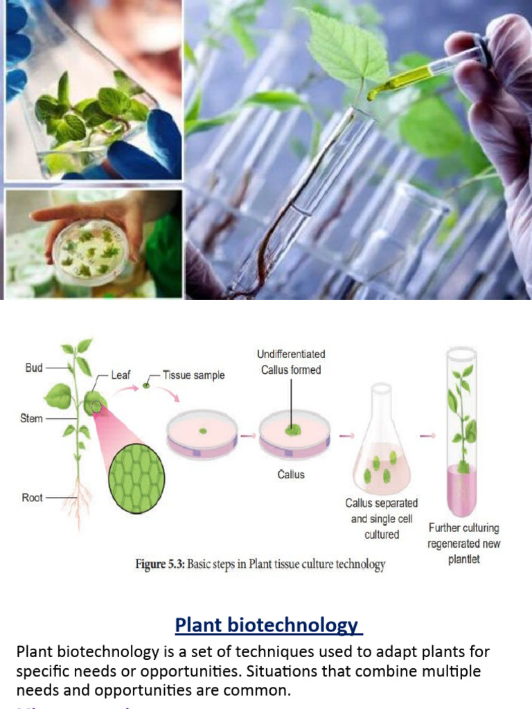 Plant Biotechnology | PDF | Embryo | Growth Medium