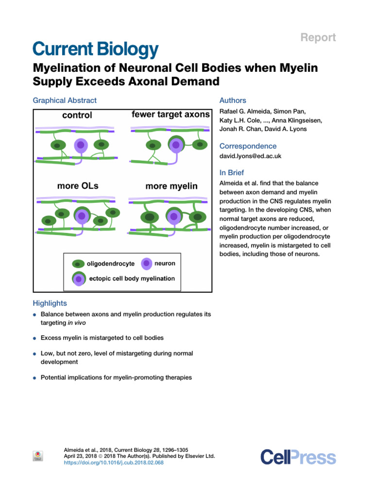 Cortical Neurons Exhibit Diverse Myelination Patterns That Scale ...
