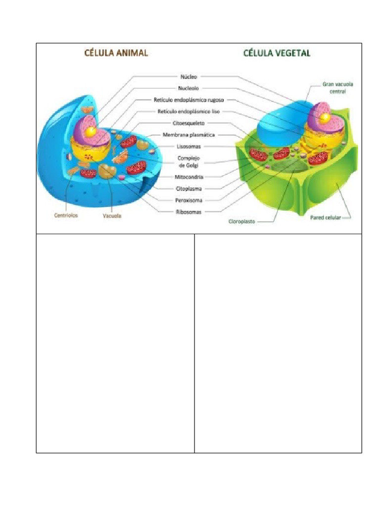 Celula Animal y Vegetal | PDF