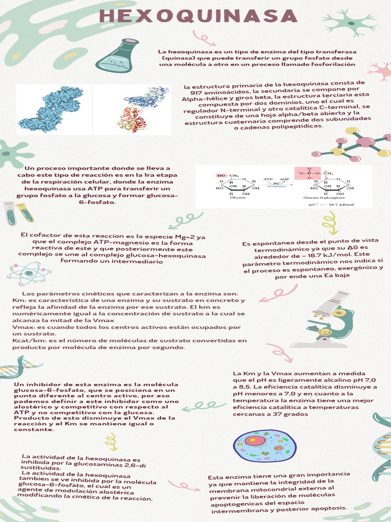 Infografía Hexoquinasa | PDF | Enzima | Sustrato (Química)