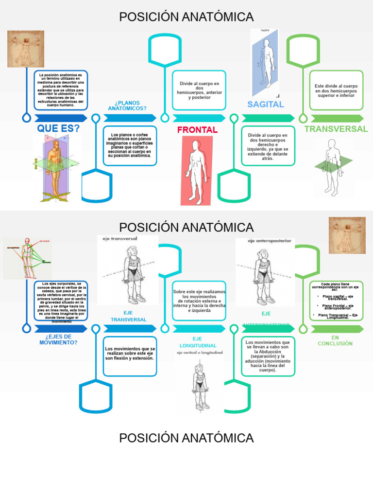 Posición Anatómica | PDF | Términos anatómicos de ubicación