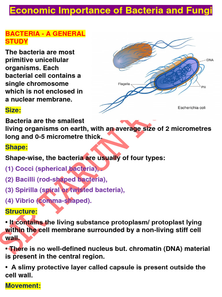 Economic Importance of Bacteria and Fungi | PDF | Bacteria | Cell (Biology)