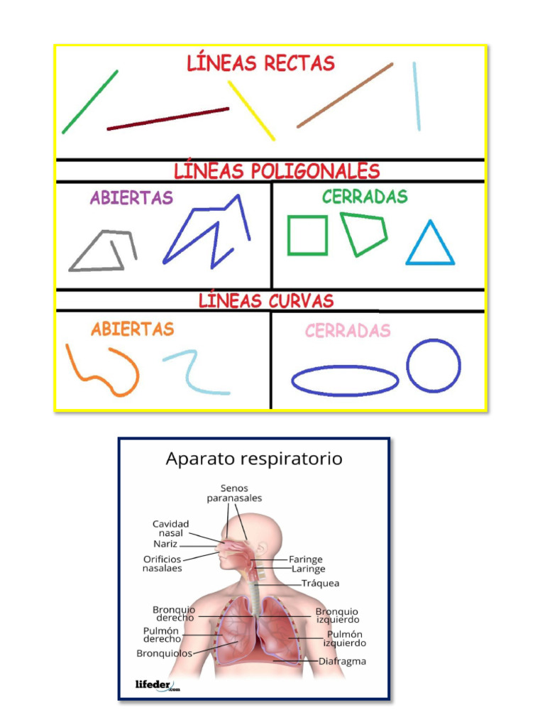 Lineas Poligonales | PDF