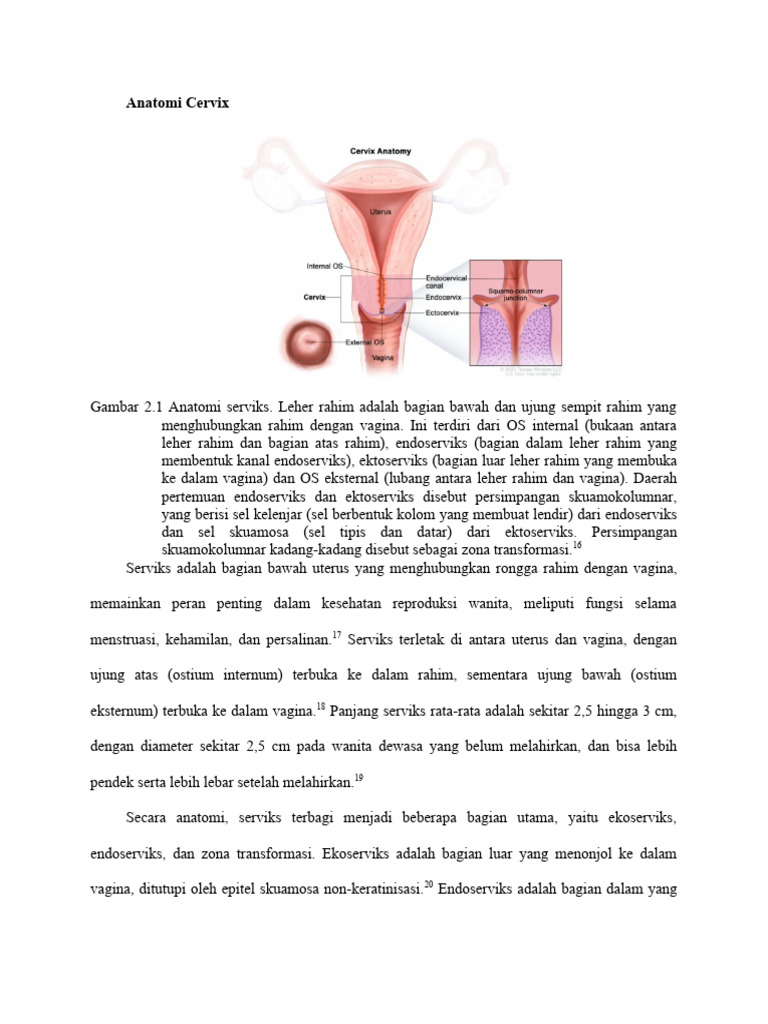 Anatomi cervix | PDF