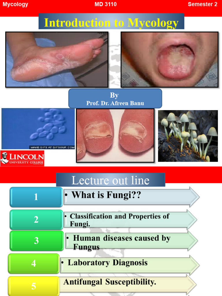 Introduction To Medical Mycology | PDF | Fungus | Biology